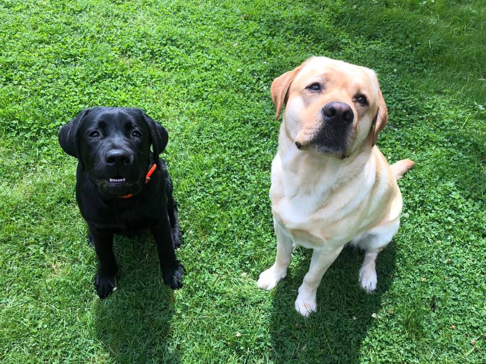 Drop Ins/Dog Walking – Kistner K9